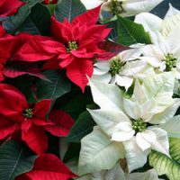 Happy National Poinsettia Day—from Our Family to Yours! | D.R. Snell ...
