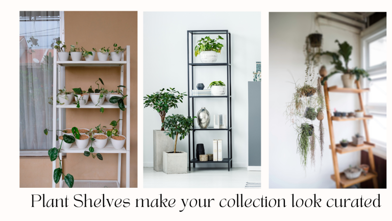 Interior Styling with Houseplants | D.R. Snell Nursery