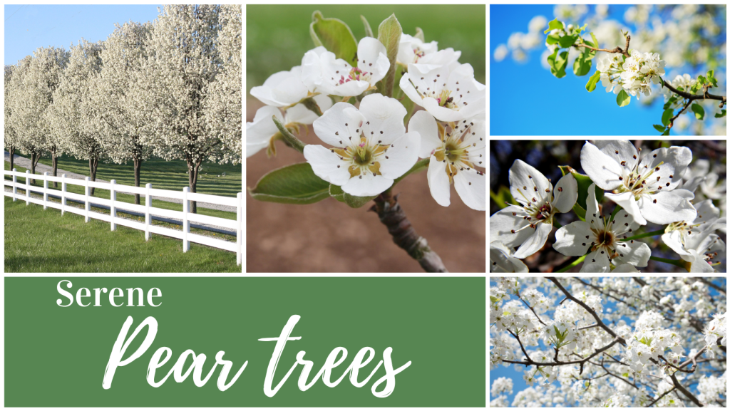 Spring Blooming Trees | D.R. Snell Nursery