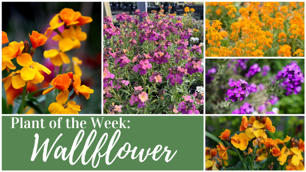 Wallflower – not the shy observer | D.R. Snell Nursery
